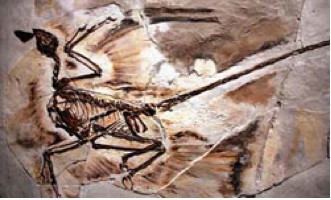 5 Strangest Fossils Ever Found